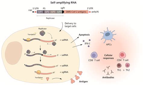 Vaccines Free Full Text Self Amplifying Rna A Second Revolution Of Mrna Vaccines Against