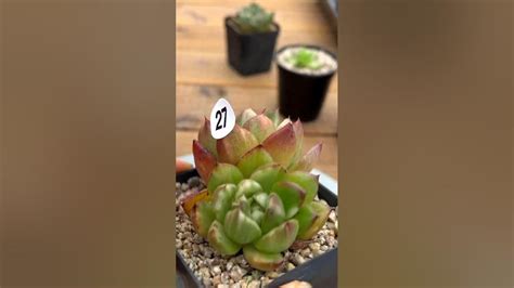 태성다육 생쇼 엑스플랜트 다육 하월시아 아프리카식물 다육이 다육식물 다육라방 코노 코노피튬 Youtube