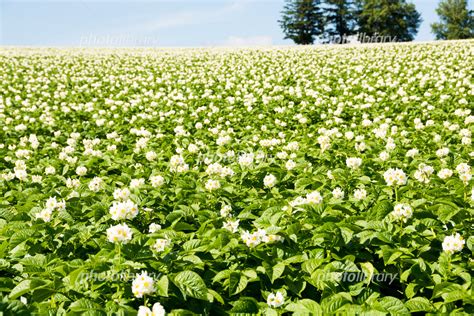 白い花が満開のジャガイモ畑 写真素材 5608677 フォトライブラリー Photolibrary