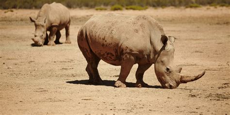 List Of Critically Endangered Species We Need To Protect Now English Saga