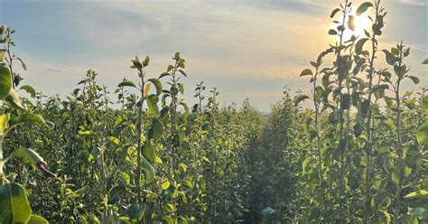 Правила при засаждане на овощни дръвчета