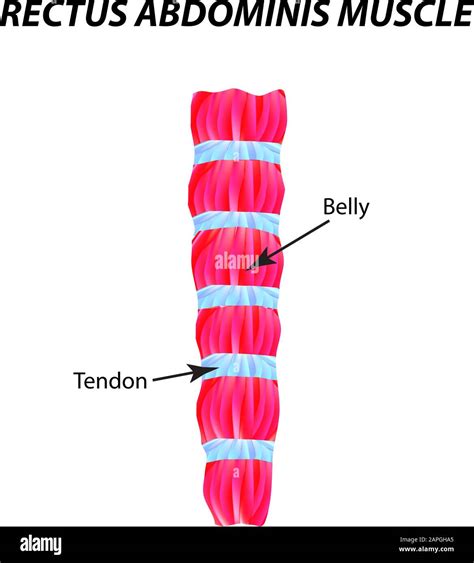 The Structure Of Skeletal Muscle Rectus Abdominis Muscle Tendon