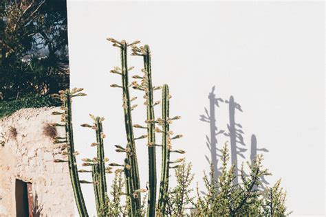 무료 이미지 나무 분기 울타리 식물 꽃 바람 잔디 가족 옥외 구조물 6000x4000 71963 무료 이미지 Pxhere