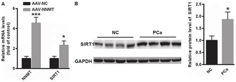 nnmt enhances the expression of sirt1 in pc 3 cells a nnmt