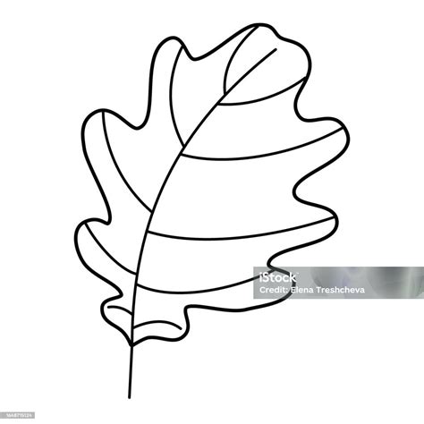 오크 잎 등고선 그리기 격리된 컷아웃 흑백 벡터 클립아트 그림 단풍 라인 아트 디자인 요소 자연 픽토그램 로고 또는 아이콘입니다 나무 Foilage 간단한 만화 낙서입니다