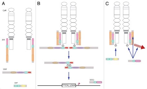 The Canonical Jak Stat Pathway A Ligand Binding To A Cytokine Download Scientific Diagram