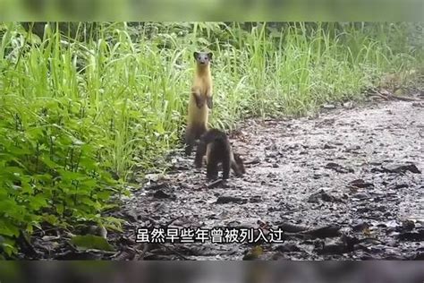 浙江九龙山惊现黄喉貂，看似软萌实则凶残，是能猎杀野猪的猛兽！九龙山野猪猛兽
