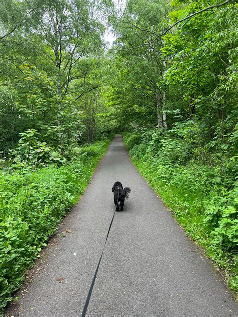 Alex Wood On Linkedin My Favourite Way To Start The Day 🐶🌳🚶‍♀️