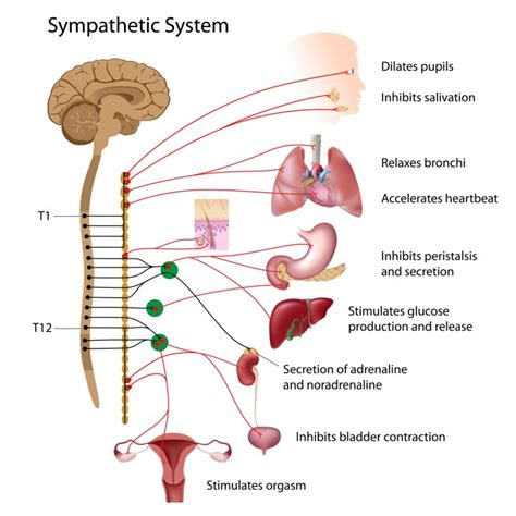 The Sympathetic Nervous System Intro Psych Blog F19 Group 8