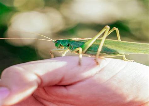 Do Grasshoppers Bite Or Sting Humans And Are They Poisonous