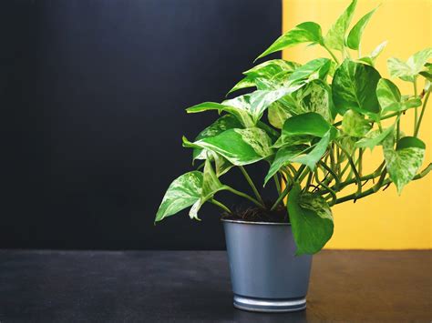 Potus O Poto Plantas Para Interior Viveros De Colombia Jardinero