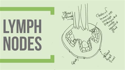 Node Drawing At Explore Collection Of Node Drawing