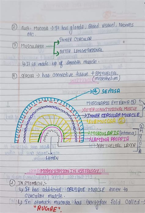SOLUTION Digestion And Absorption Studypool