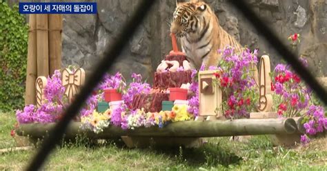 ‘멸종위기 시베리아 호랑이 세 자매의 돌잔치