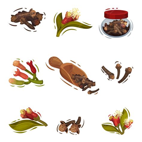 네이버 플랜트 식물학 요리 ⁇ 터 일러스트레이션 세트 자연 유기 식물 개념 프리미엄 벡터