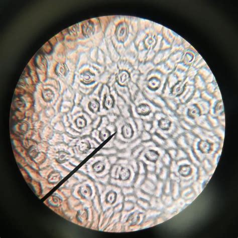 Stomata In Leaf