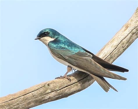 Tree Swallow FWS Gov