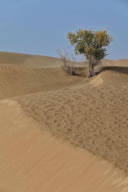 Premium Photo 0279 Isolated Desert Poplar Populus Euphratica