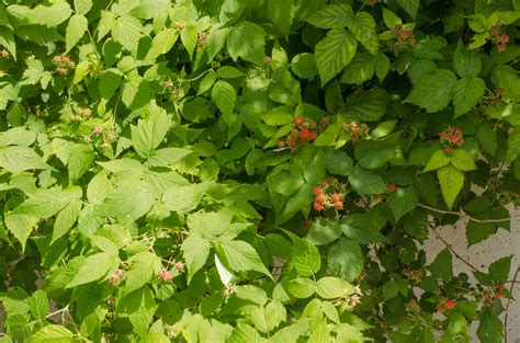 Raspberry Id Rubus Occidentalis Rubus Leucodermis Rubus Idaeus