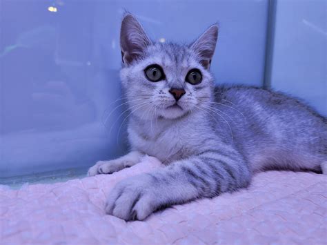 대구고양이무료분양 달서구고양이무료분양 대구브리티쉬숏헤어무료분양 달서구브리티쉬숏헤어무료분양 브리티쉬숏헤어 치치 강아지입양 고양이입양 도그마루 보호소 펫샵 유기견센터