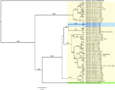 Bayesian Inference Phylogram For Cytochrome Oxidase C Subunit I Download Scientific Diagram