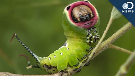 Scariest Insects In The World
