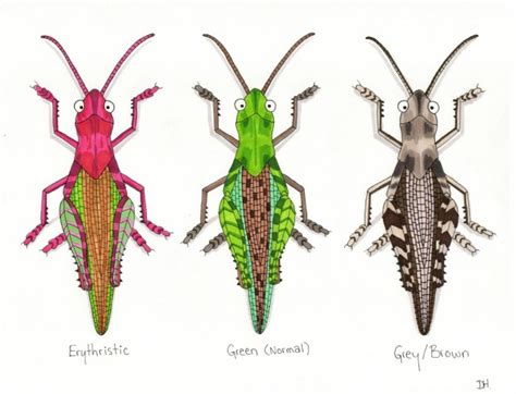 Choose Your Green Striped Grasshopper Three Different Varieties Such