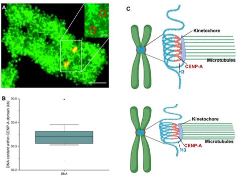 Figure 1 From Quantitative Super Resolution Microscopy Reveals The