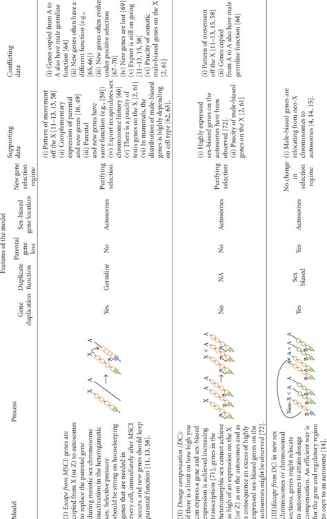Models Proposed To Explain The Location Of Sex Biased Genes In Genomes