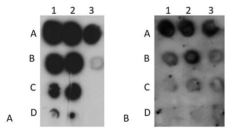 Dot Blot Hybridization Of Rna Isolated From Hifnγ Ibs Rna Was Dotted