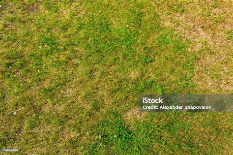 거친 천연 토양의 전망 황사와 녹색 잔디 텍스처 배경입니다 풀 벼과에 대한 스톡 사진 및 기타 이미지 풀 벼과 거친 질감 Istock