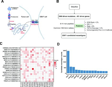 Candidate Neoantigens Of Common Cancer Driver Mutations A The