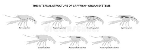 Crayfish Reproductive System Diagram
