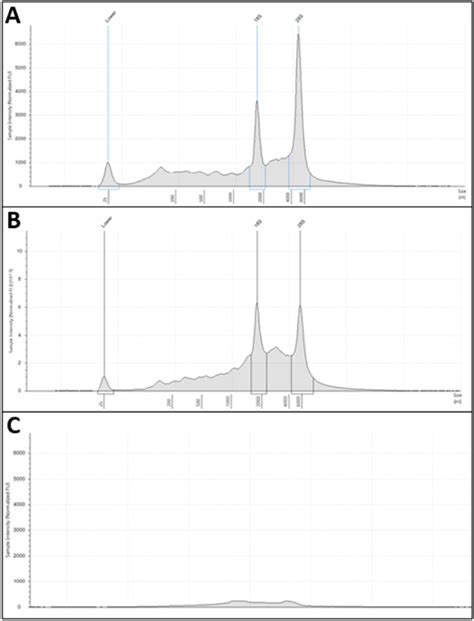 Rna Extraction Tapestation Results Showing High Quality Partially Download Scientific Diagram