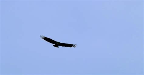 Traumperlentaucher Was Zum Geier Ist Wspr