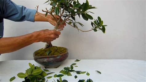 Podar Bonsai ¡guía Paso A Paso 【2019】