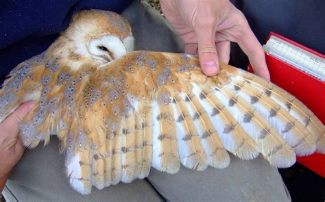 Barn Owl Barn Owl Owl Wings Owl