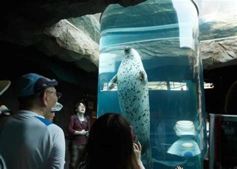 Asahiyama Zoo Asahikawa Complete Guide To Hokkaidos Incredible Zoo
