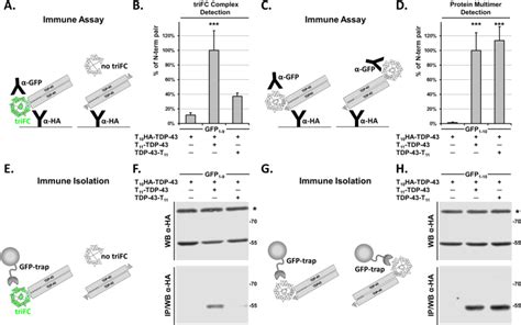 Split Gfp Technologies To Structurally Characterize And Quantify Functional Biomolecular