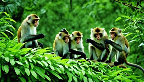 Global Monkey Population How Many Exist Worldwide