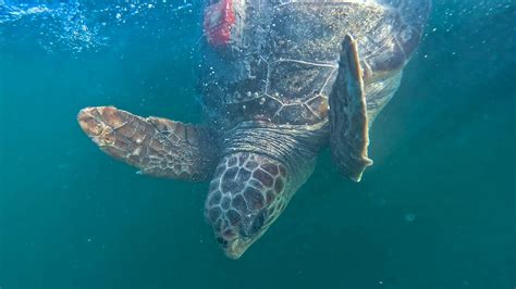 Bessem Bousselmi Bousselmibessem • Instagram Photos And Videos