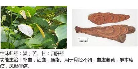 300味中草药彩色图谱四 知乎