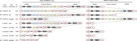 Reconstituting The History Of Cronobacter Evolution Driven By Differentiated Crispr Activity