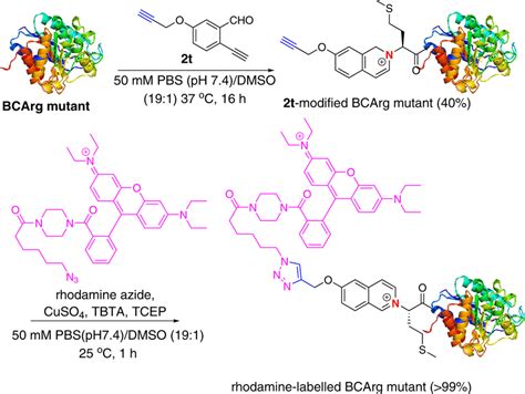 N Terminal Protein Modification With An Alkyne Modification Of The Download Scientific Diagram