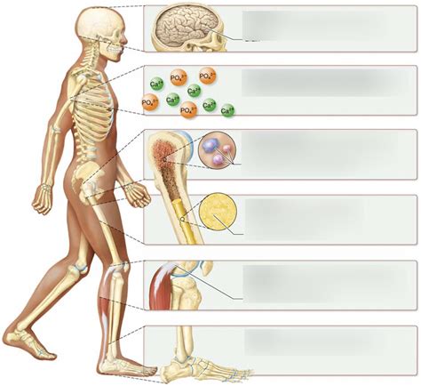 Diagram Of Functions Of Skeletal System Chapter Quizlet
