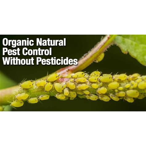 Dyna Gro Neem Oil Organic Leaf Polish 8 Oz Ebay