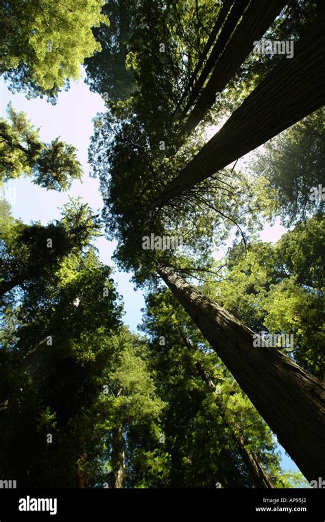 Sequoia Sequoia Sp Hi Res Stock Photography And Images Alamy