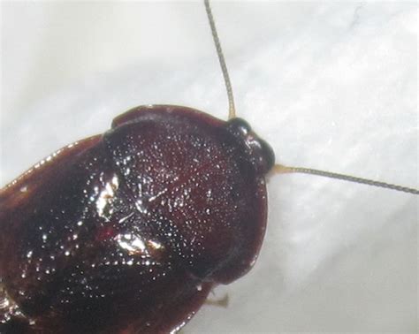 Invertebrate Dude Perisphaerus Punctatus New Roly Poly Roaches