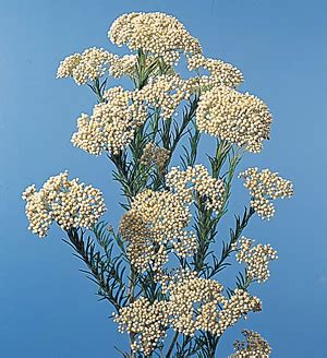 White Rice Flower