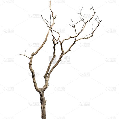 植物通用实景枯树枝元素素材